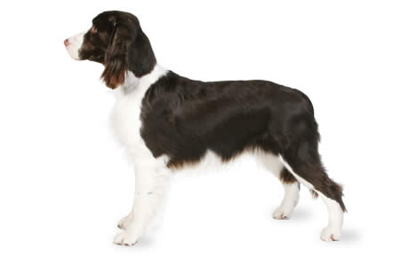English Springer Spaniel Dog Breed Information, Pictures ...