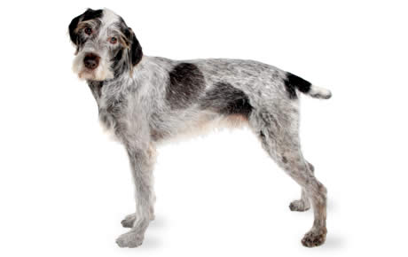 German Wirehaired Pointer Dog Breed Information, Pictures ...