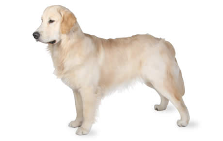 Golden Retriever Dog Breed Information and Pictures