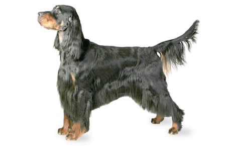 Gordon Setter Dog Breed Information, Pictures, Characteristics & Facts ...