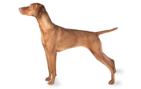 Vizsla Dog Breed Information, Pictures, Characteristics & Facts - Dogtime