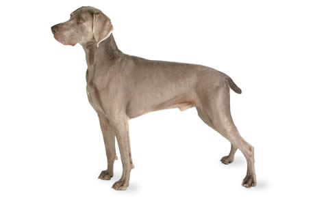 Weimaraner Dog Breed Information, Pictures, Characteristics & Facts ...