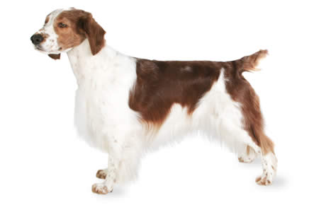 Welsh Springer Spaniel Dog Breed Information, Pictures, Characteristics ...