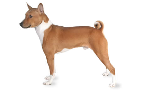 Basenji Dog Breed Information, Pictures, Characteristics & Facts - Dogtime