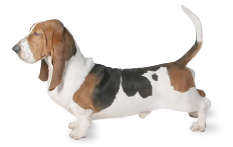 Hound Dog Breeds