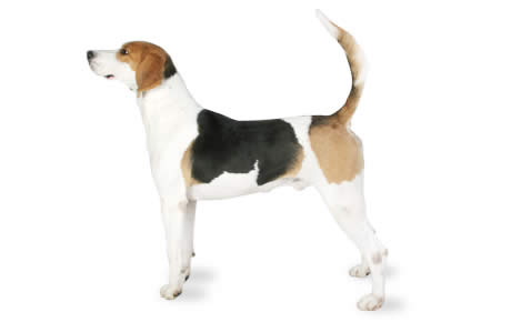 English Foxhound Dog Breed Information, Pictures, Characteristics ...