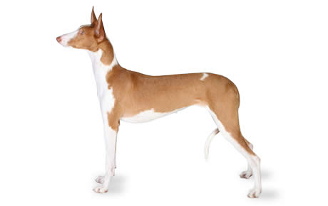 Ibizan Dog Breed Information, Pictures, Characteristics & Facts - Dogtime