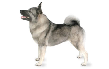 Norwegian Elkhound Dog Breed Information, Pictures, Characteristics ...