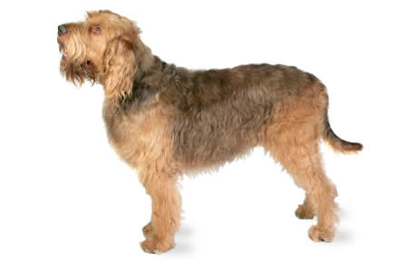 Otterhound Dog Breed Information & Characteristics