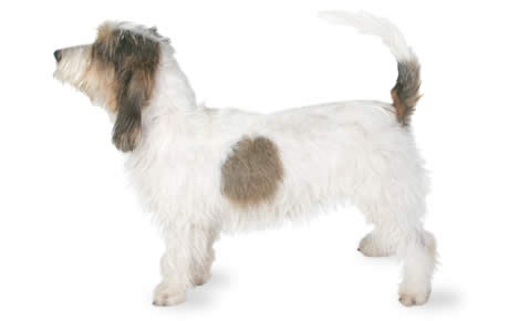 Petit Basset Griffon Vendeen Dog Breed Information, Pictures ...
