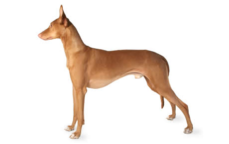 Pharaoh Hound Dog Breed Information, Pictures, Characteristics, & Facts ...