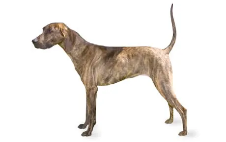 Plott Dog Breed Information, Pictures, Characteristics & Facts - DogTime