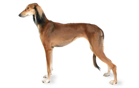 Saluki Dog Breed Information, Pictures, Characteristics, & Facts - DogTime