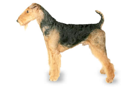 Airedale Terrier Dog Breed Information, Pictures, Characteristics ...