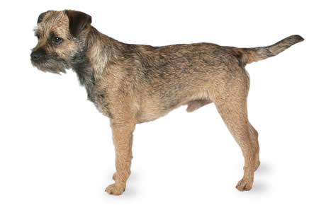 Border Terrier Dog Breed Information, Pictures, Characteristics & Facts ...