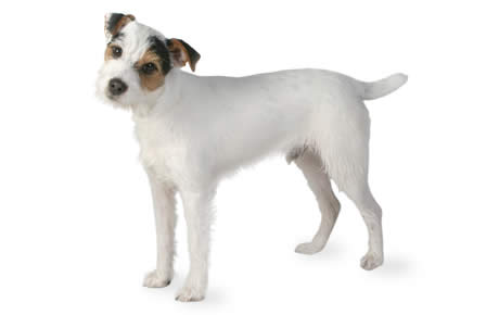 Jack Russell Terrier Dog Breed Information, Pictures, Characteristics ...