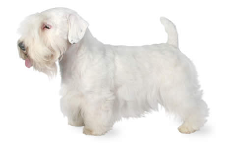 Sealyham Terrier Dog Breed Information, Pictures, Characteristics ...