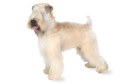 Soft Coated Wheaten Terrier Dog Breed Information, Pictures ...