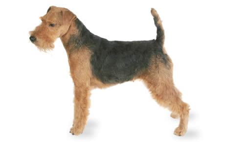 Welsh Terrier Dog Breed Information, Pictures, Characteristics & Facts ...