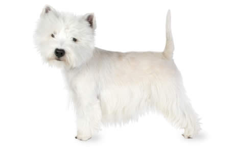 West Highland White Terrier Dog Breed Information, Pictures ...
