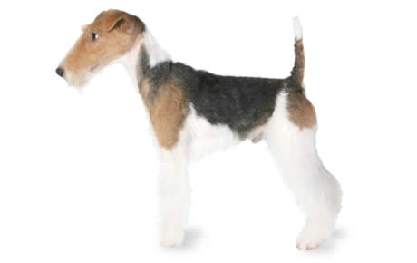 Fox Terrier Dog Breed Information, Pictures, Characteristics & Facts ...