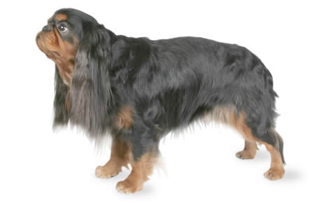 English Toy Spaniel Dog Breed Information & Characteristics