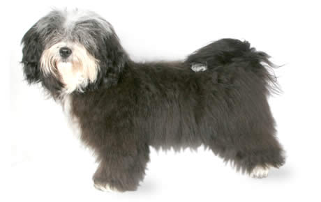 Havanese Dog Breed Information, Pictures, Characteristics & Facts – DogTime