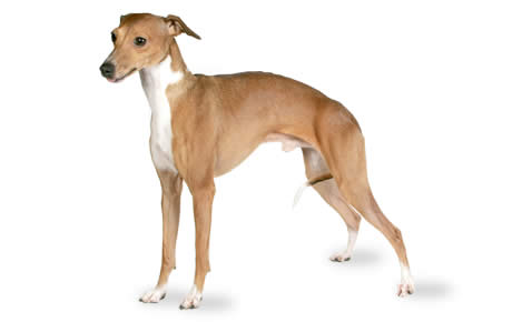 Italian Greyhound Dog Breed Information, Pictures, Characteristics ...
