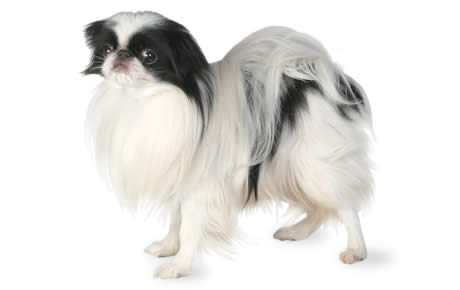 Japanese Chin Dog Breed Information, Pictures, Characteristics & Facts ...
