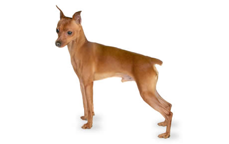 Miniature Pinscher Dog Breed Information, Pictures, Characteristics ...