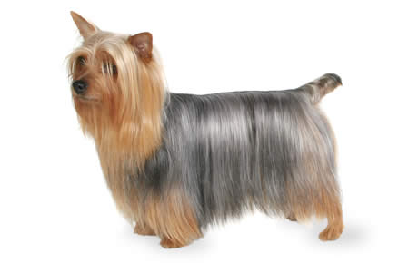 Silky Terrier Dog Breed Information, Pictures, Characteristics & Facts ...
