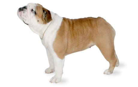 Bulldog Dog Breed Information, Pictures, Characteristics & Facts – DogTime