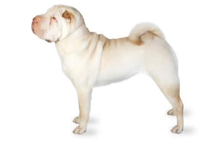 Chinese Shar-Pei Dog Breed Information, Pictures, Characteristics ...