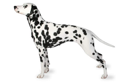 Dalmatian Dog Breed Information, Pictures, Characteristics & Facts ...