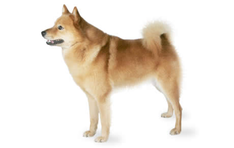 Finnish Spitz Dog Breed Information, Pictures, Characteristics & Facts ...