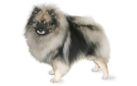 Keeshond Dog Breed Information, Pictures, Characteristics & Facts – DogTime