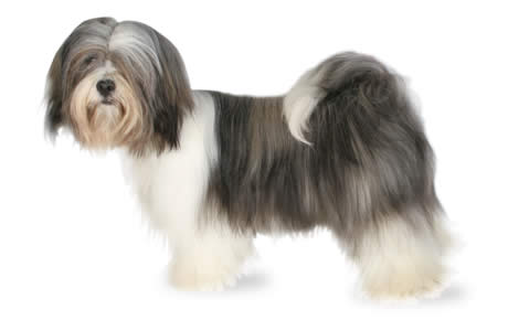Lhasa Apso Dog Breed Information, Pictures, Characteristics & Facts ...