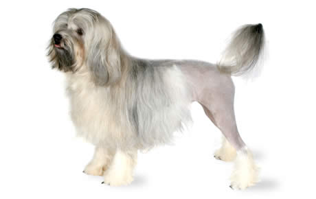 Lowchen Dog Breed Information, Pictures, Characteristics & Facts – DogTime