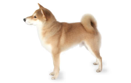 Shiba Inu Dog Breed Information, Pictures, Characteristics & Facts ...