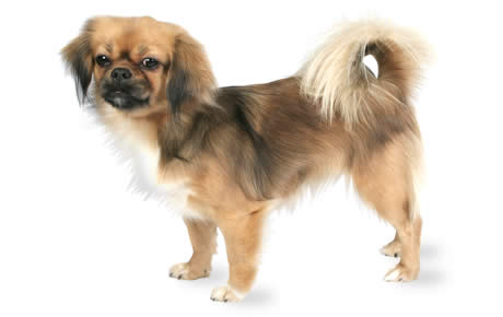 Tibetan Spaniel Dog Breed Information, Pictures, Characteristics ...