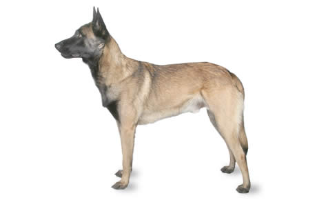 Belgian Malinois Dog Breed Information, Pictures, Characteristics ...