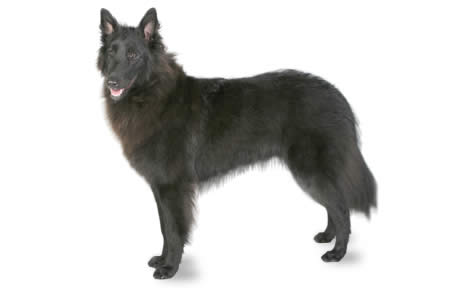 Herding Dogs - Dog Breeds