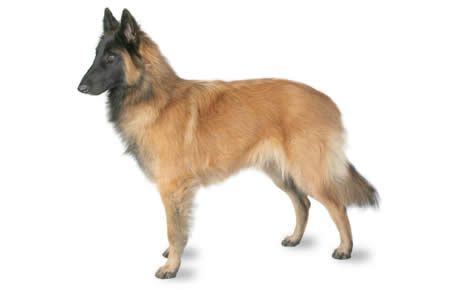 Belgian Tervuren Dog Breed Information, Pictures, Characteristics ...