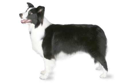 Border Collie Dog Breed Information, Pictures, Characteristics & Facts ...