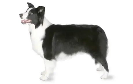 Border Collie Dog Breed Information, Pictures, Characteristics & Facts ...