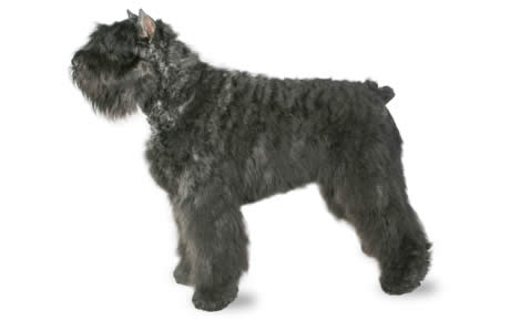 Bouvier des Flandres Dog Breed Information, Pictures, Characteristics ...