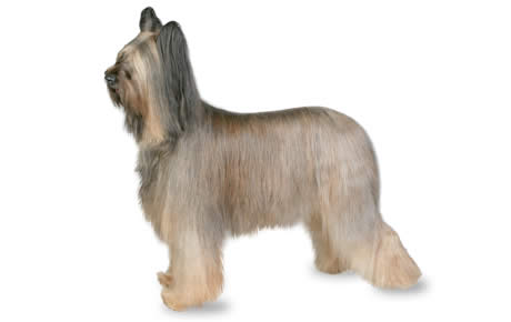 Briard Dog Breed Information, Pictures, Characteristics & Facts – DogTime