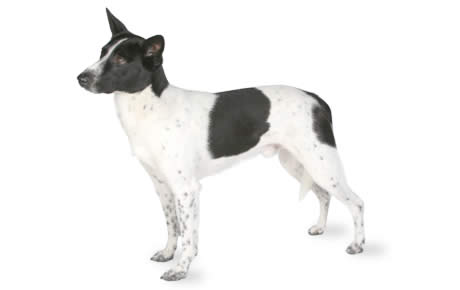 Canaan Dog Breed Information, Pictures, Characteristics & Facts – DogTime