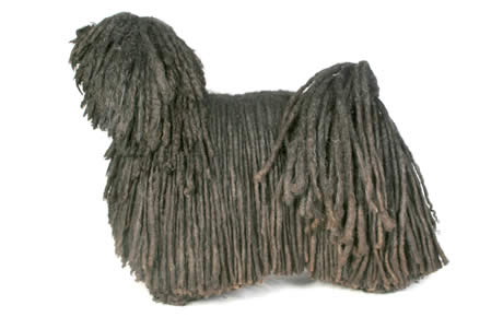 Puli Dog Breed Information, Pictures, Characteristics & Facts – DogTime