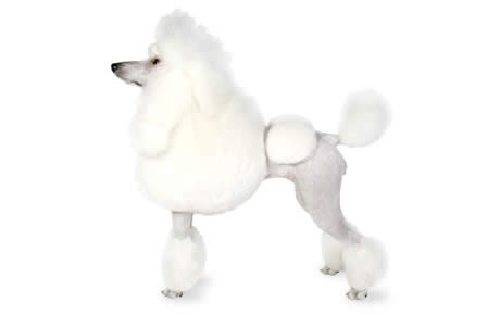 Poodle Dog Breed Information & Characteristics